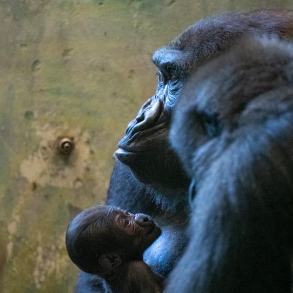 A Gorilla Birth Brings Two Surprises for the Columbus Zoo | Columbus Zoo and Aquarium